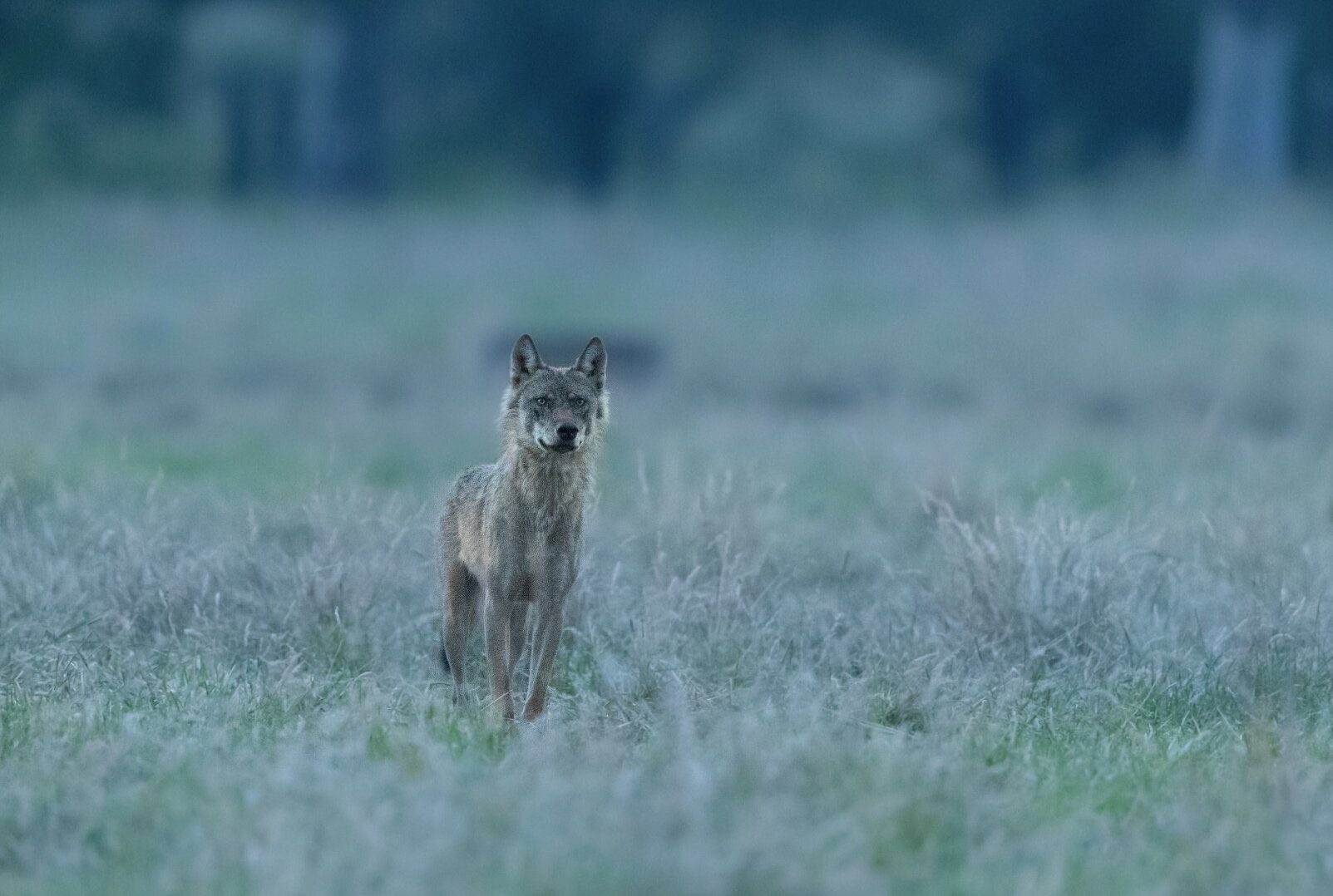 welkomwolf – op de bres voor een rijke natuur